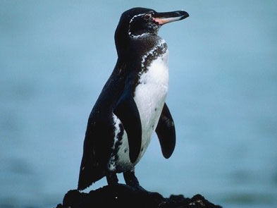 Life of Penguins: Penguin Species and Taxonomy