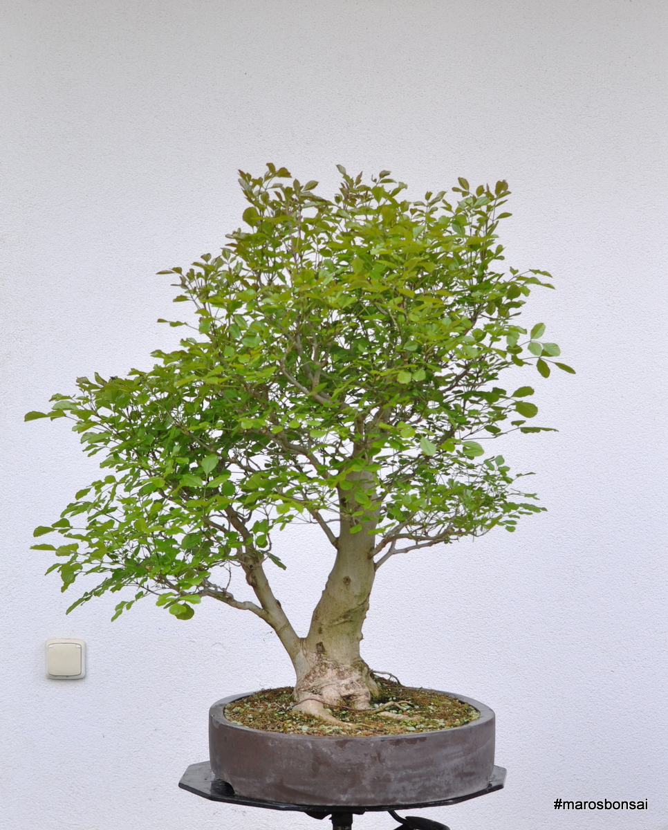Maros Bonsai Blog: Fraxinus No.2 bonsai with fresh foliage