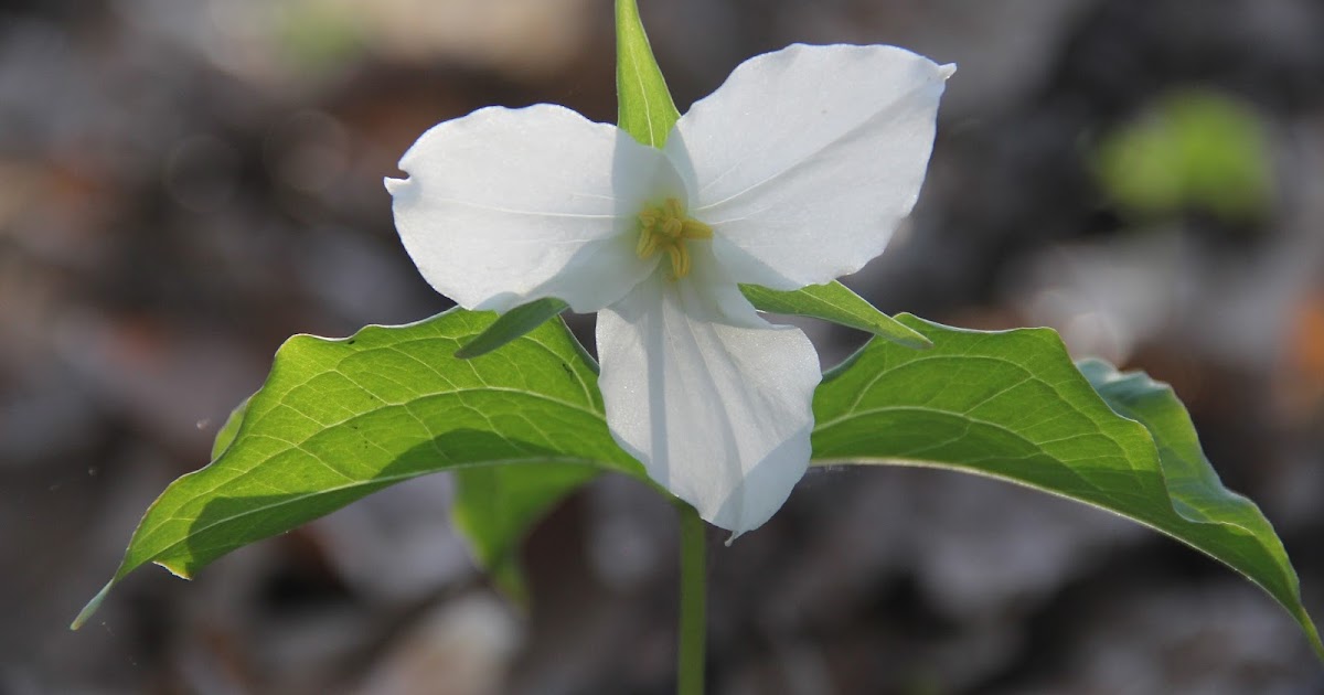 Isabella Conservation District Environmental Education Program: Green ...