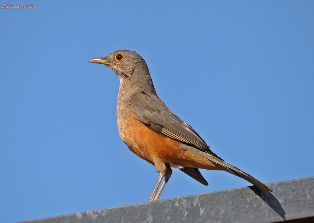 Verdenovo: Você sabia do sabiá?