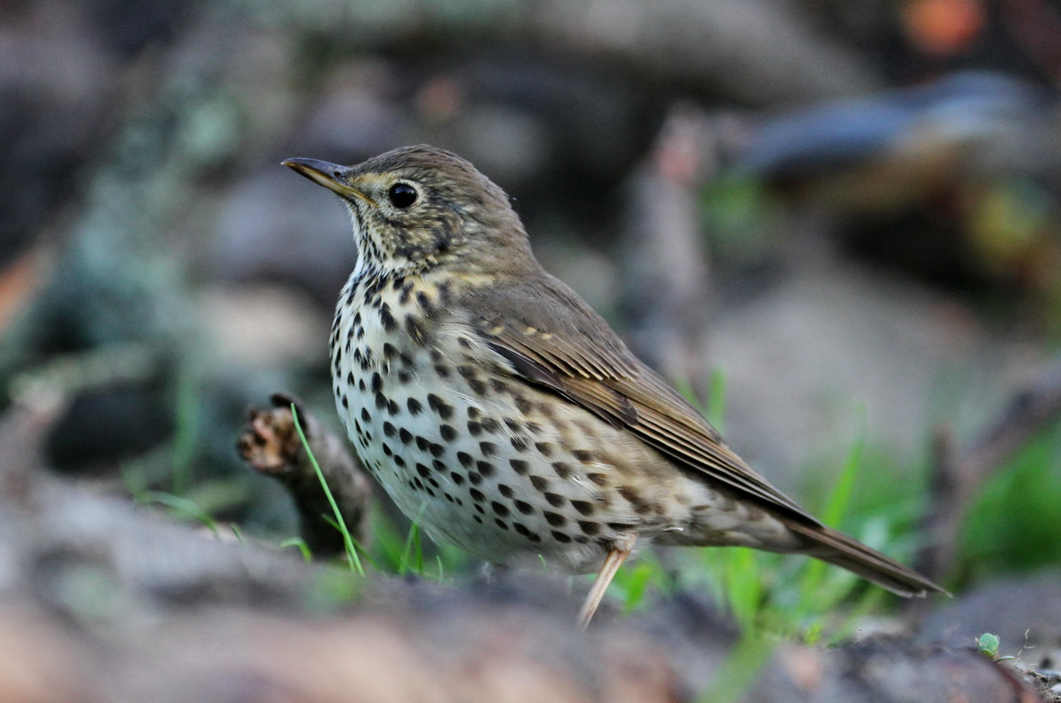 Kilometer G 0945: DROZDY SLOVENSKA