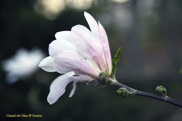 Conrad Art Glass & Gardens: Magnolias