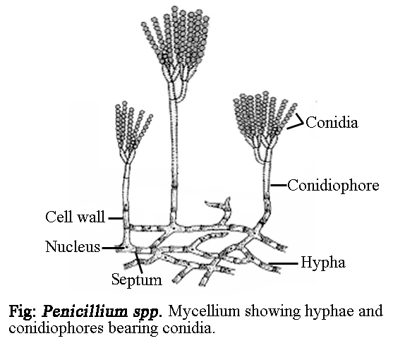 PENICILLIUM - CLASSIFICATION, VEGETATIVE STRUCTURE, REPRODUCTION ...