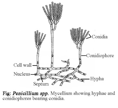 PENICILLIUM - CLASSIFICATION, VEGETATIVE STRUCTURE, REPRODUCTION ...