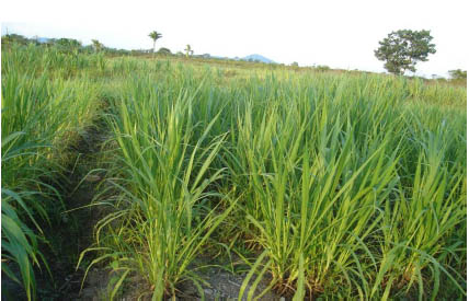 Kebun HMT di Lahan Kering