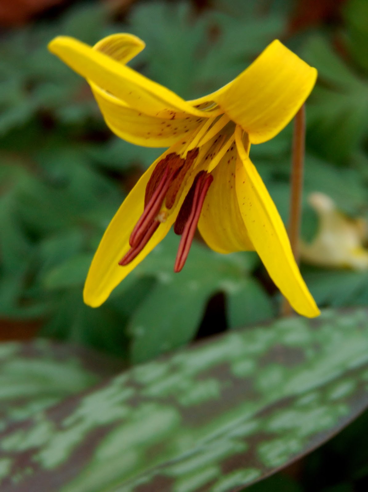 Discover West Virginia: Spring Wildflowers of the New River Gorge: Big ...