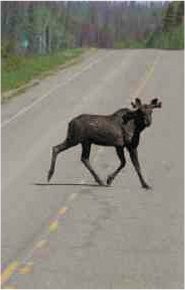 Sanctuary of Mary: Derek Pineo - R.C.M.P. - Saskatchewan