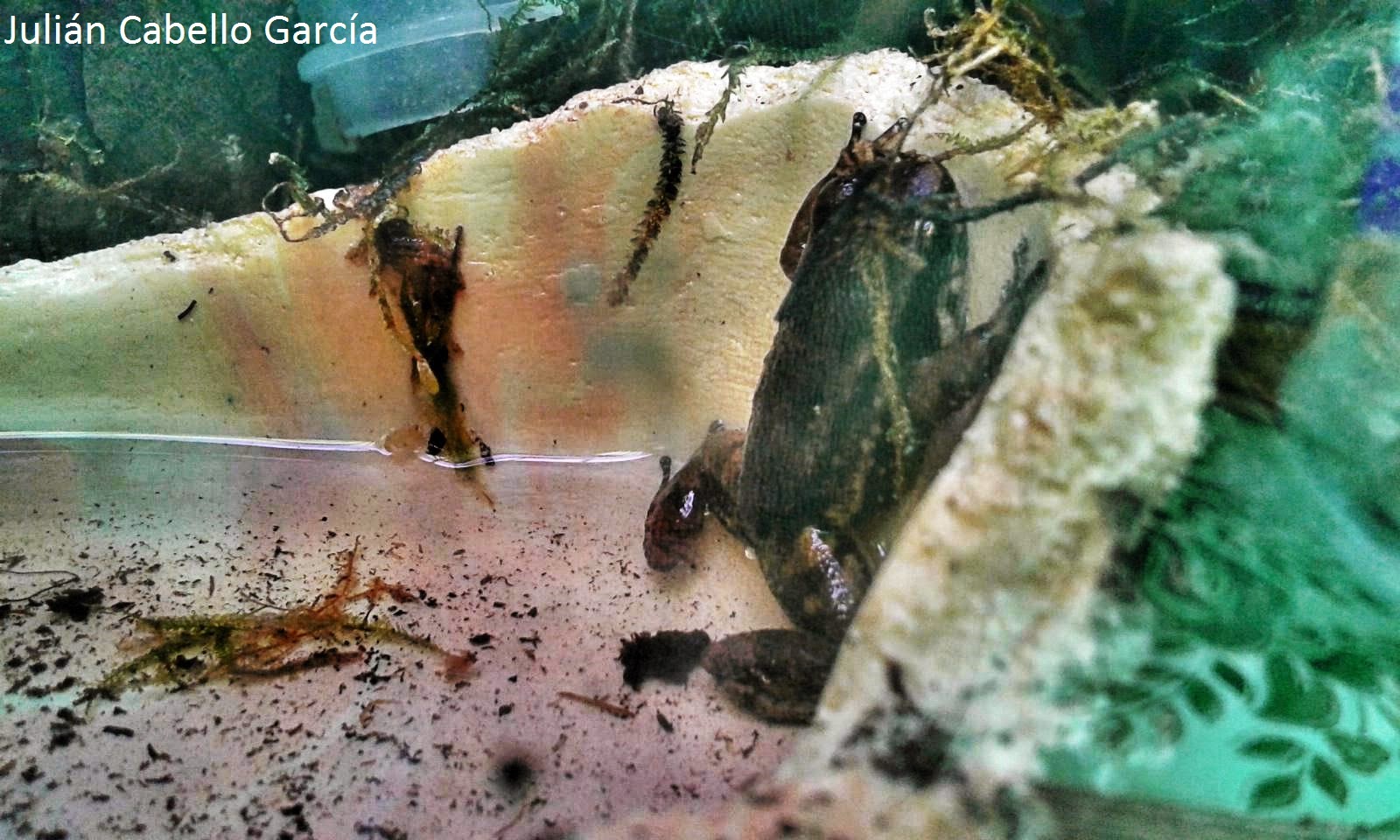 Dendroland: Diario de un Sapito Niñero Oriental (Colostethus Mandelorum)