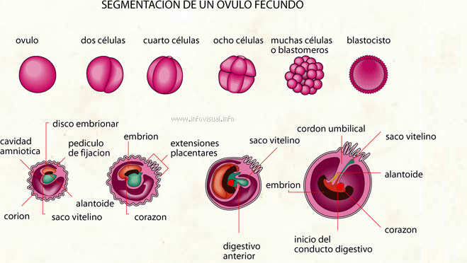 Embriología: Embriología