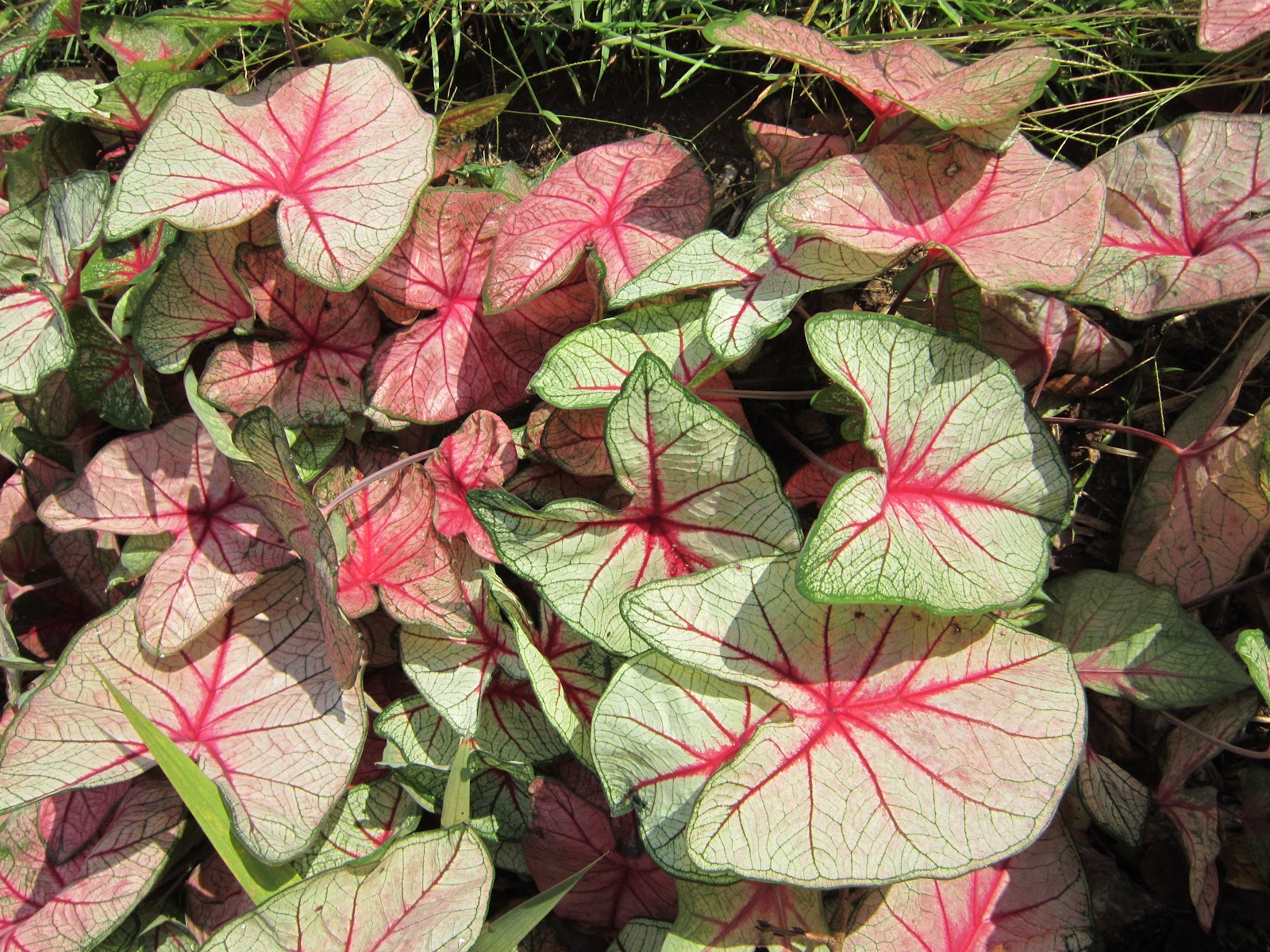 Marlborobulb: Caladiums caladiums and more caladiums!