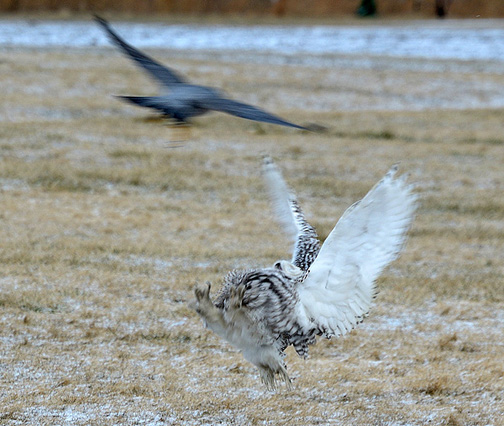 Peregrine Falcon Attacking Owl