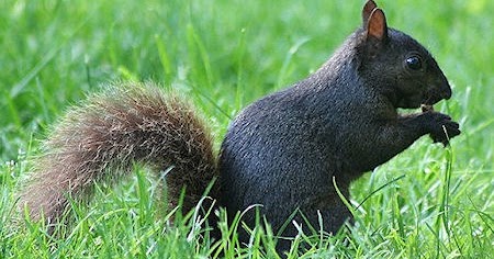 The Presurfer: 10 Surprisingly Dangerous Animals