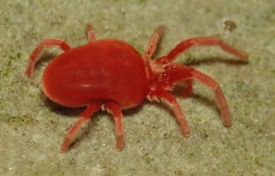 Springfield Plateau: Red Velvet Mites