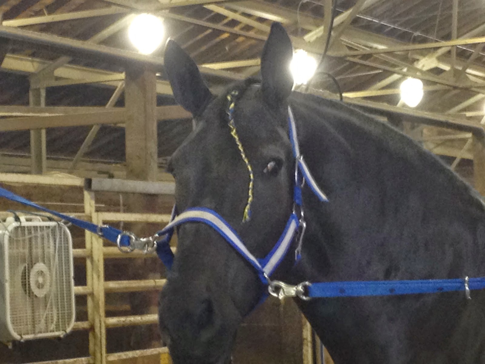 Amish Horses: Percheron Horse Show