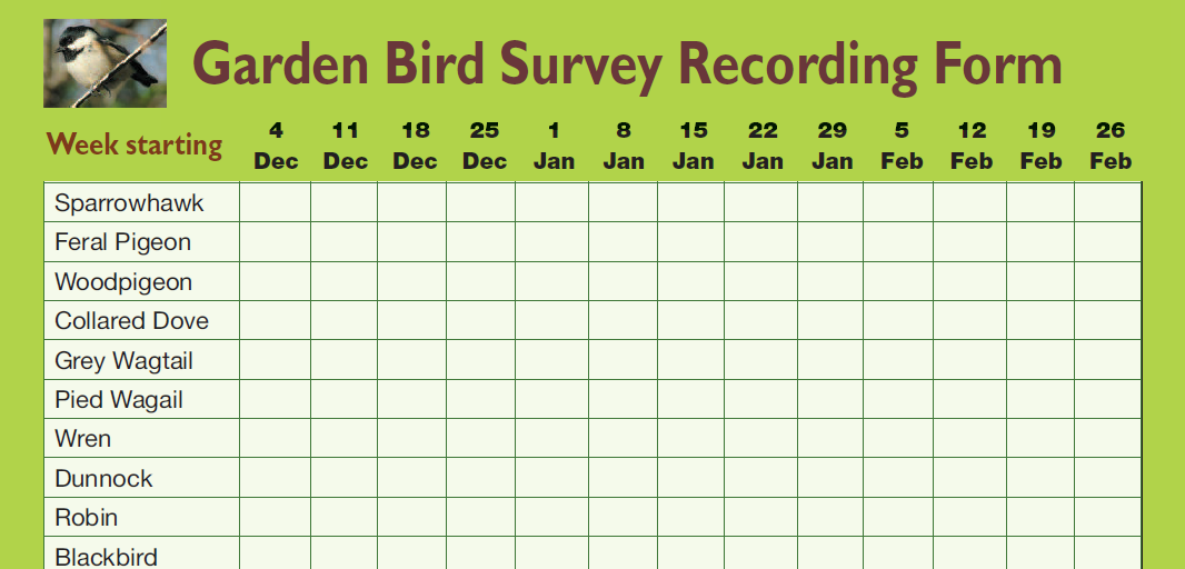 BirdWatch Ireland's Conservation Team blog: Tips for Feeding your ...