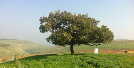 Love of the Land: Golani Brigade's tree - The legend
