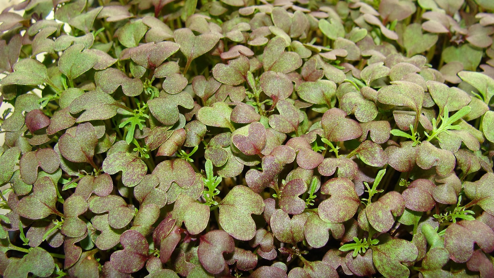 Village Links of Glen Ellyn Grounds Department