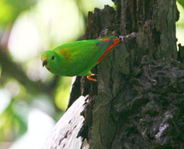 All About Unggas: Jenis Burung Serindit