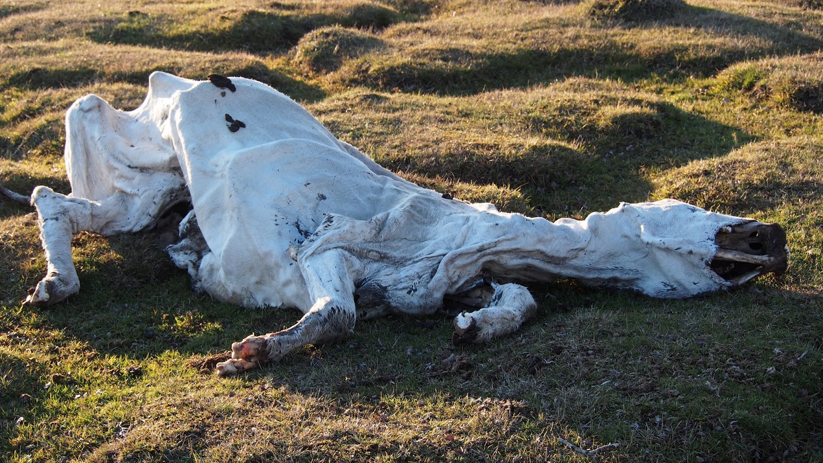 Tras el Objetivo: La descomposición