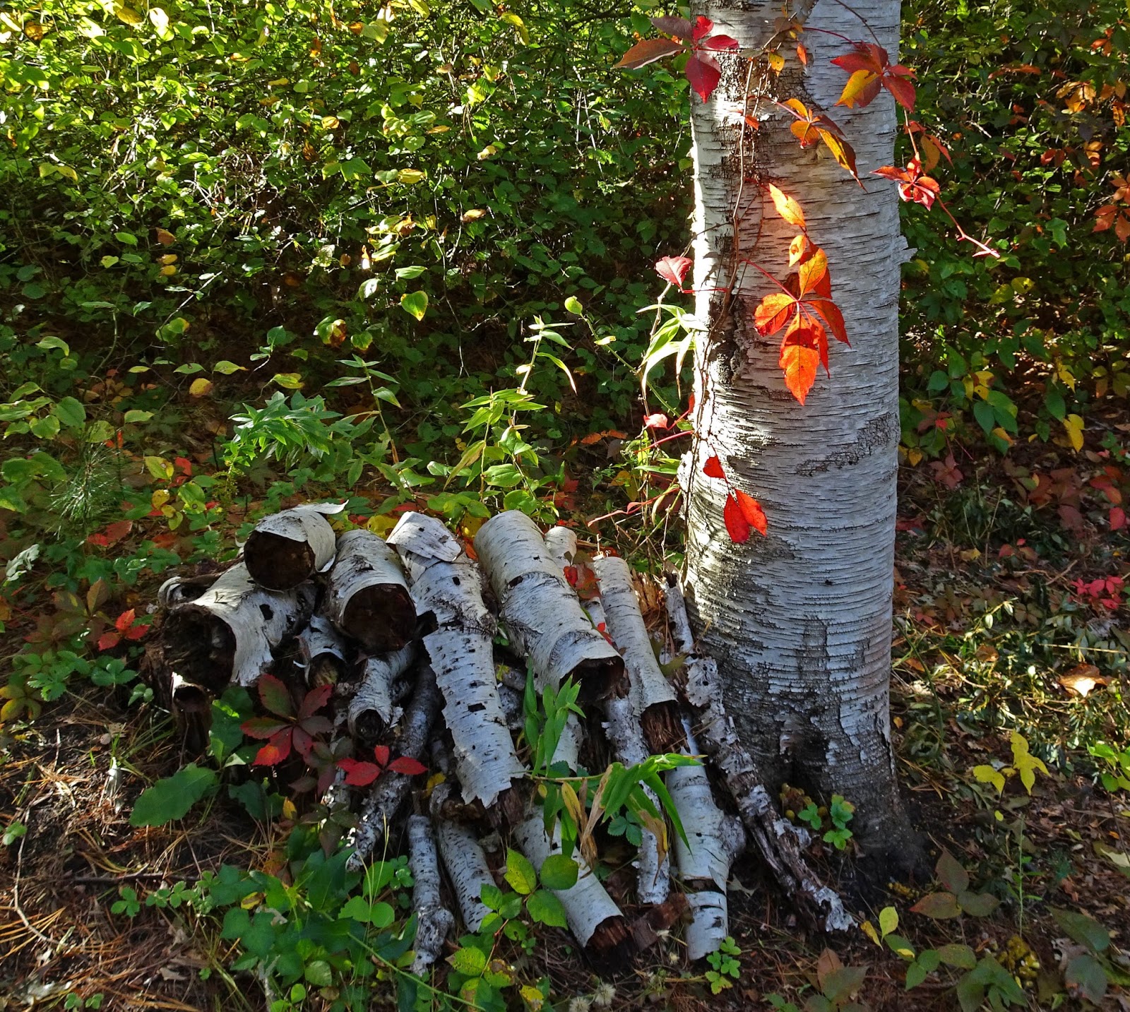 Joe's Retirement Blog: Another Beautiful Day, Manomet, Plymouth ...