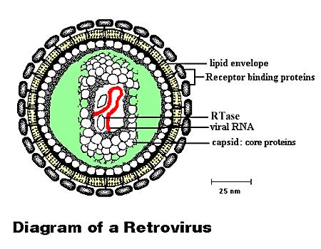 Retroviruses and Retroviral Diseases