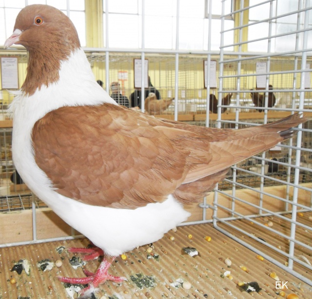 Strasser pigeon - Pigeons fall