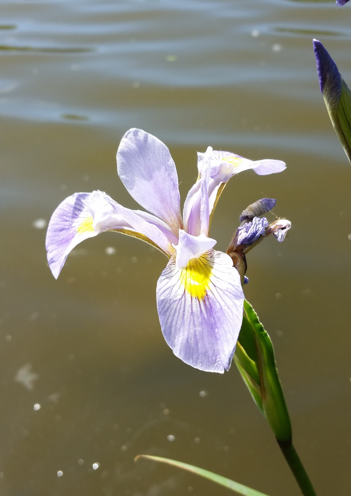 World of Irises: US Native Iris: A Look at Vernae, Tripetalae ...