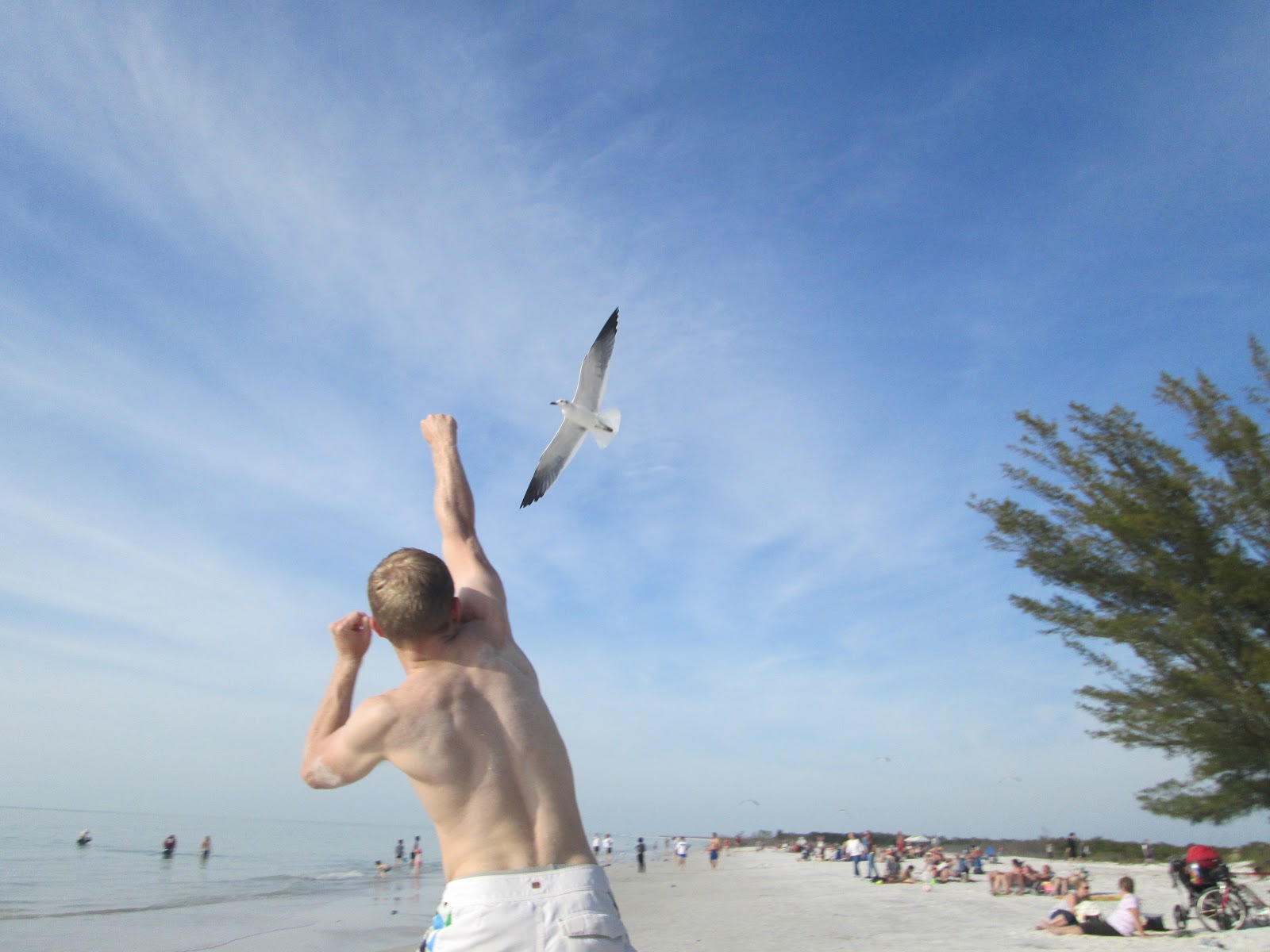 Sweeneyville: Seagull....PUNCH!