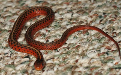 The Texan Herper: Quick Facts