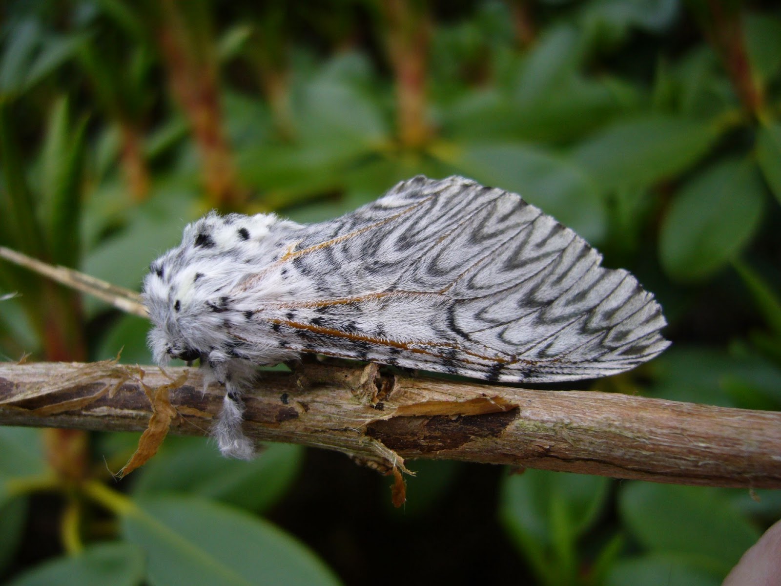 The Puss Moth (Cerura vinula) - (Family: Notodontidae) | Caterpillar ...