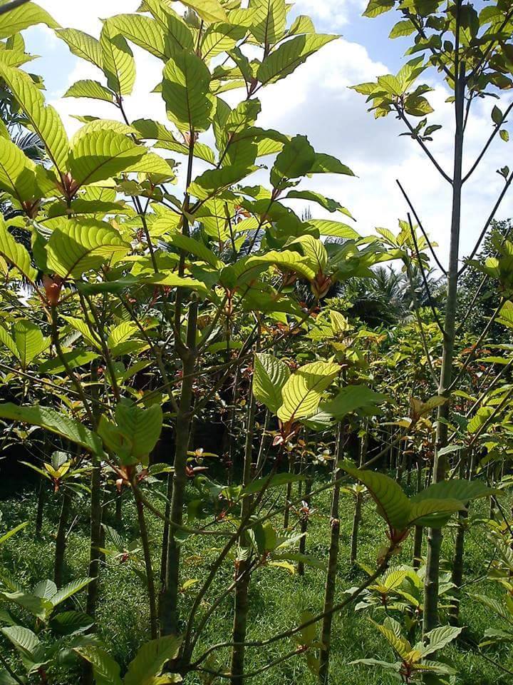 Berita baik untuk semua peminat AIR KETUM untuk perubatan. Institut ...