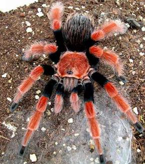 Tarantula and Scorpion Handler’s Blog: Brachypelma Tarantulas Caresheets