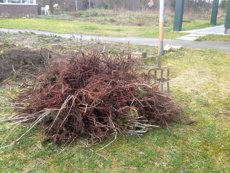 Verfvirus: Meekrap geoogst