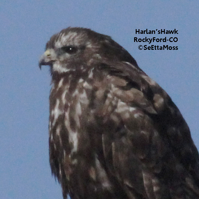 The other Harlan's Hawk, the more classical type