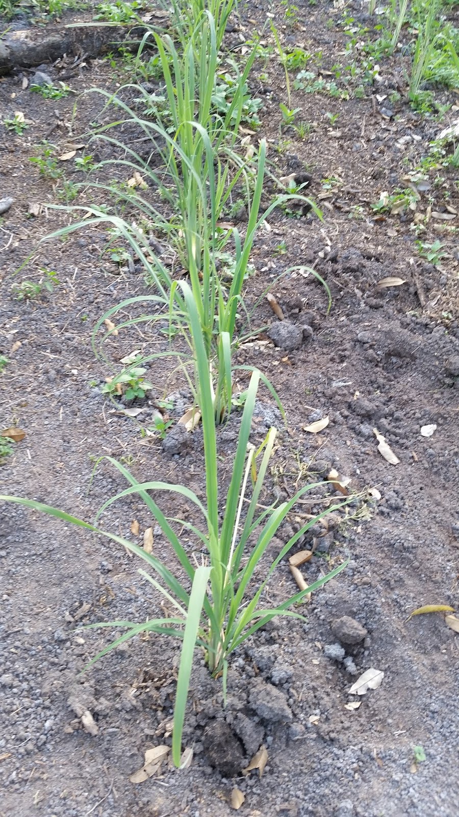 Warisan Petani: Menanam Serai