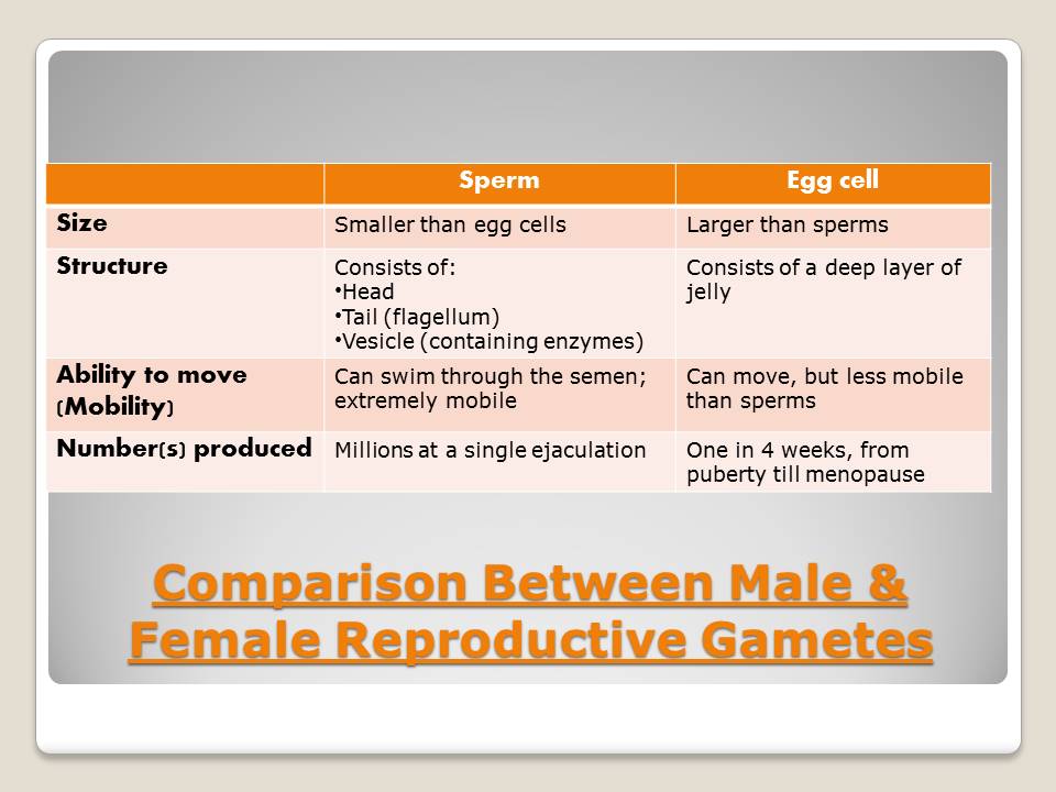 Education Made Fun: IGCSE Biology: Reproduction in Human