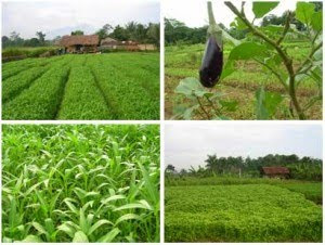 MEWUJUDKAN KETAHANAN PANGAN MELALUI DIVERSIFIKASI PANGAN BERBASIS ...