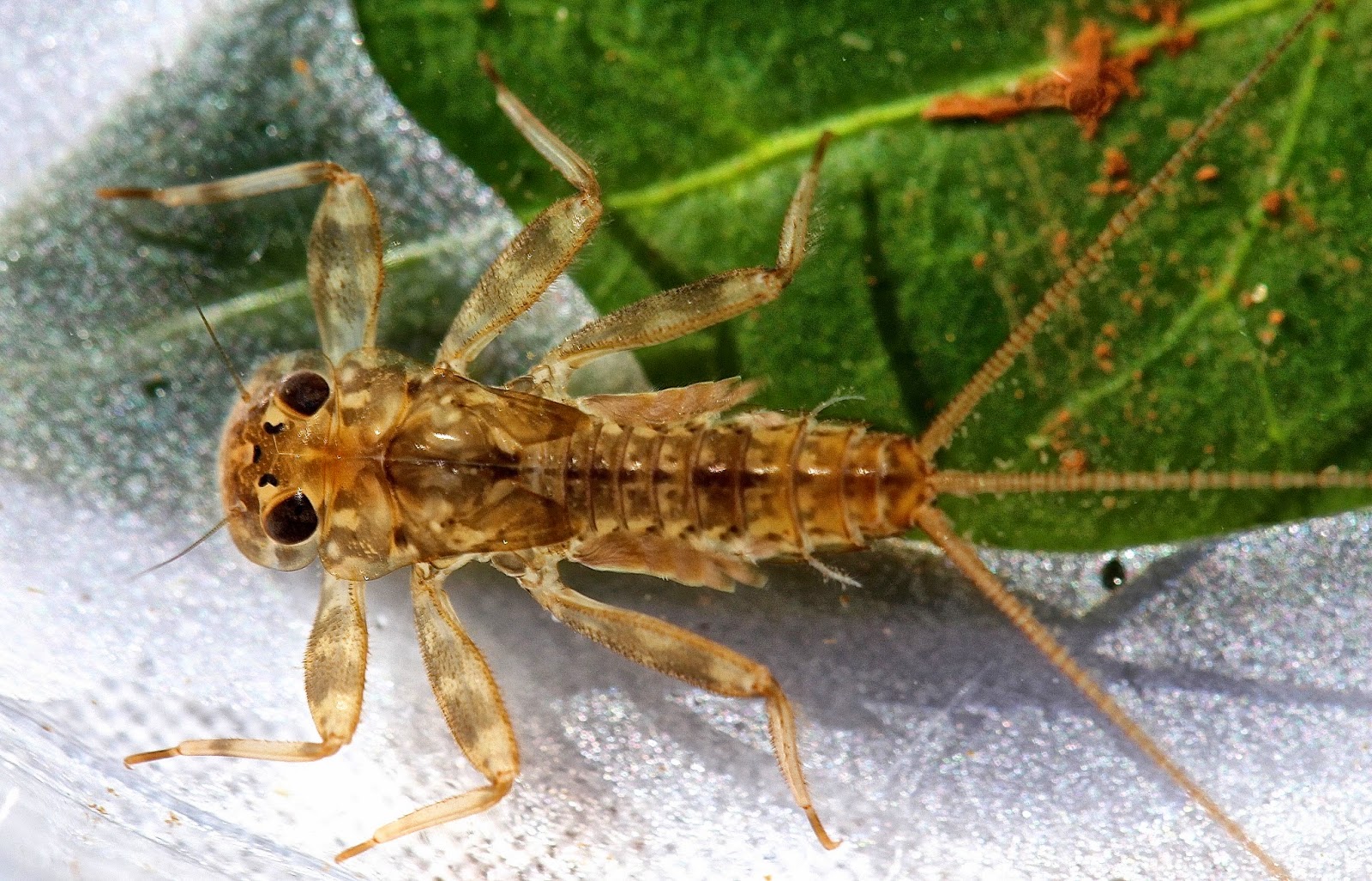 Aquatic Insects of Central Virginia: At high elevation, some very small ...