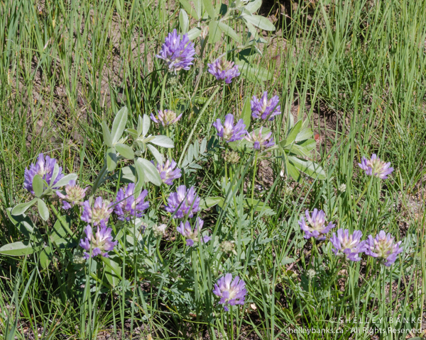 Prairie Wildflowers: Ascending Purple Milk-Vetch: Blue and Purple Flowers