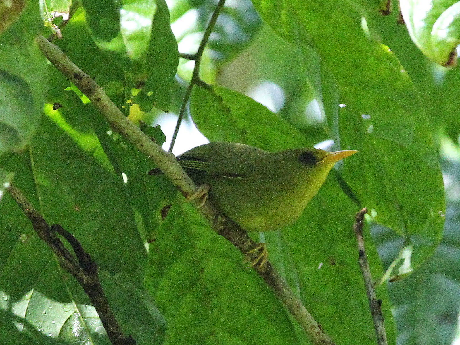 Worldbirder: The WPO: Rennell Island.