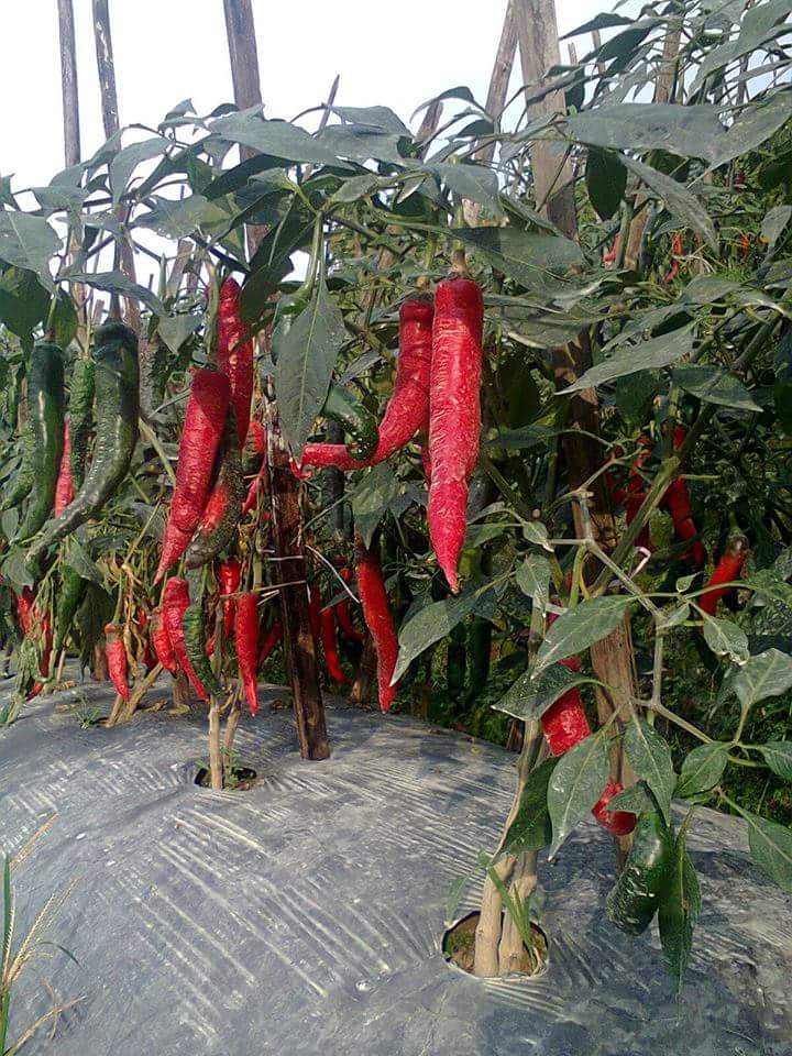 Cara Mudah Menggunakan Pupuk Phonska Cair Untuk Tanaman Cabe Agar ...