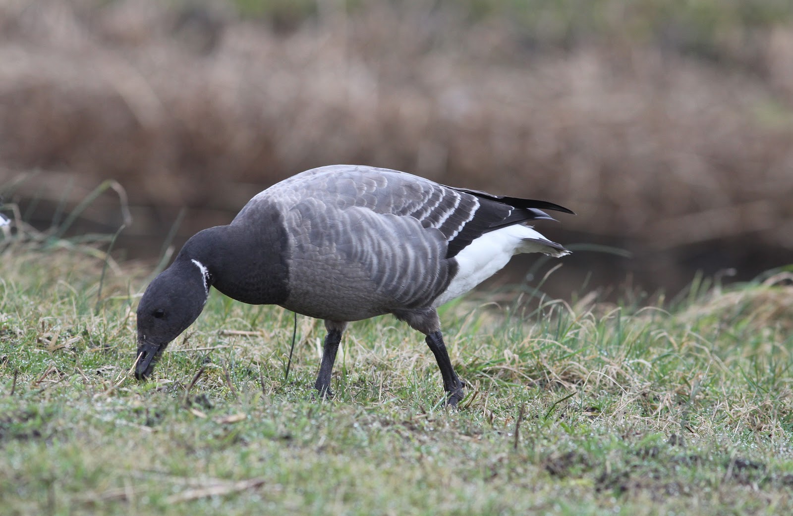 De Vogelaars: Rotganzen op Texel Ganzenreservaat Zeeburg 26 februari 2011
