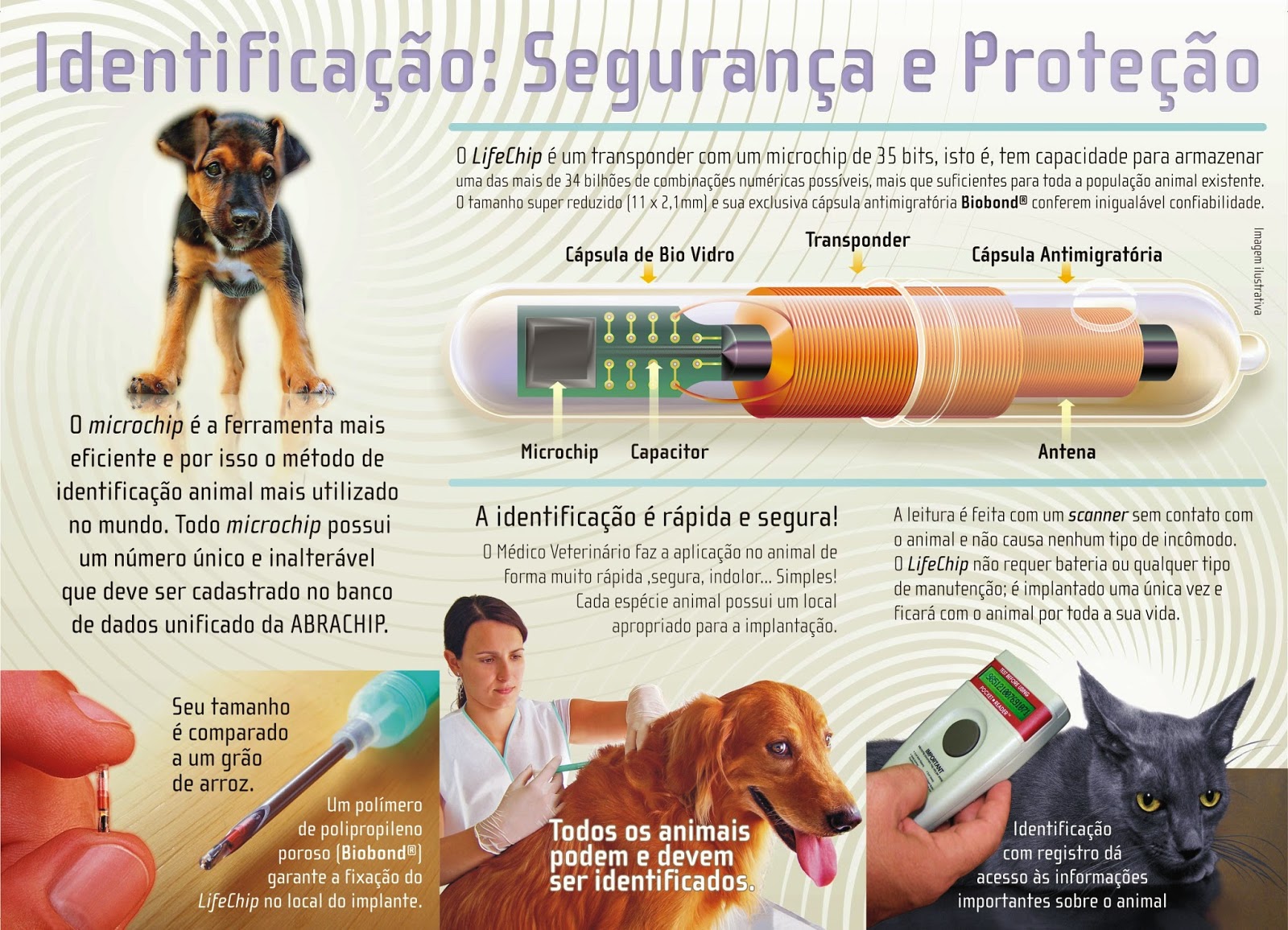 SOS Animal com amor: Como funciona a implantação de chip em animais