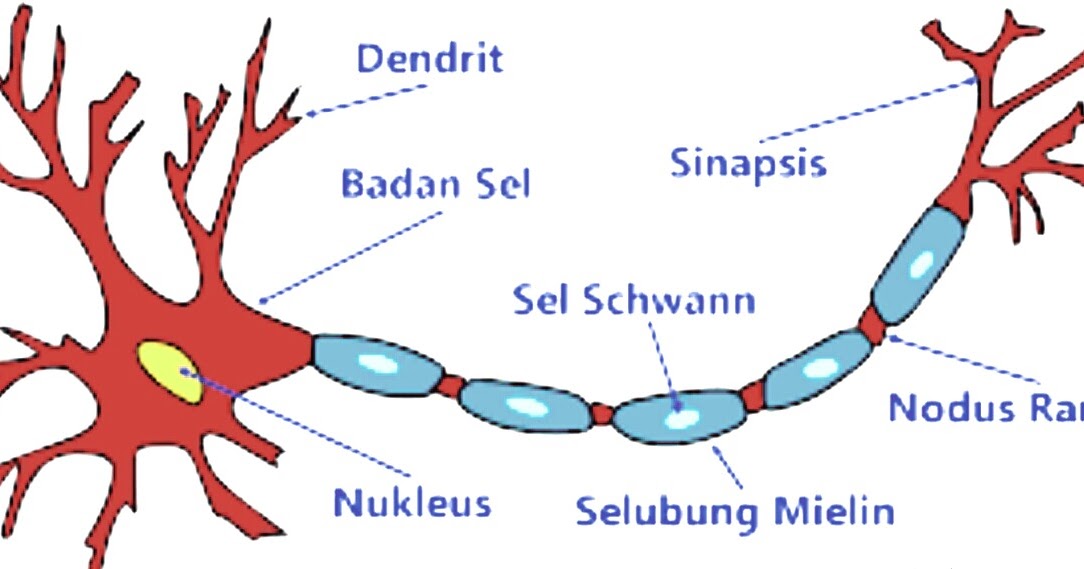 sistem saraf manusia