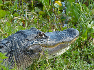 Life, Birding, Photos and Everything: If You Build It...