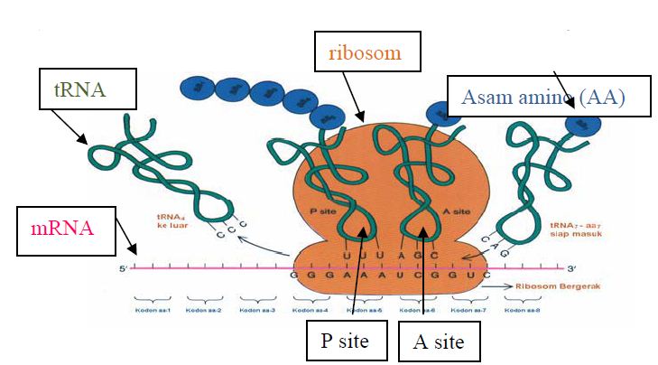 Pengertian Sintesis Protein dan Urutan Tahapan Proses Sintesis Protein ...