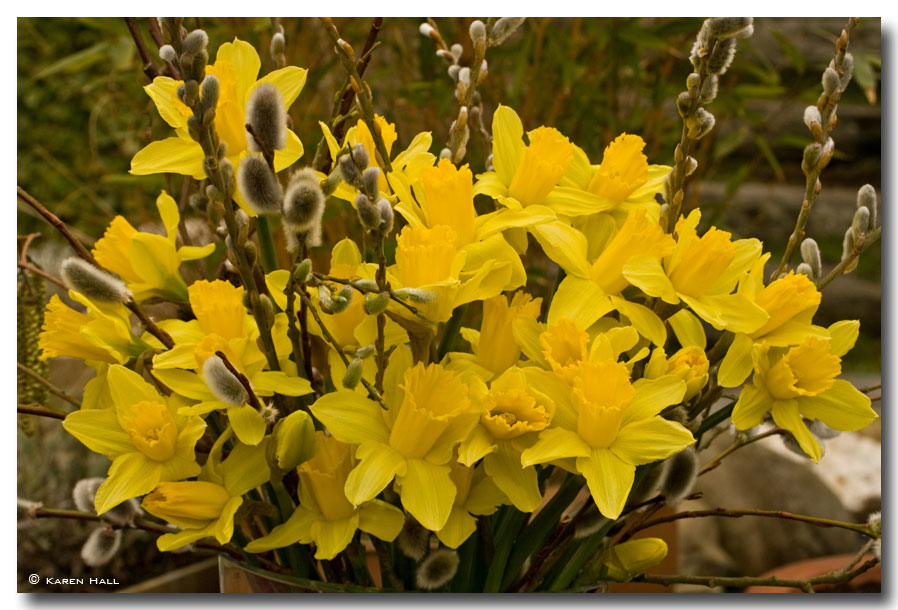 Antiques And Teacups: March 1st, St. David's Day, Daffodils And Welsh Cakes