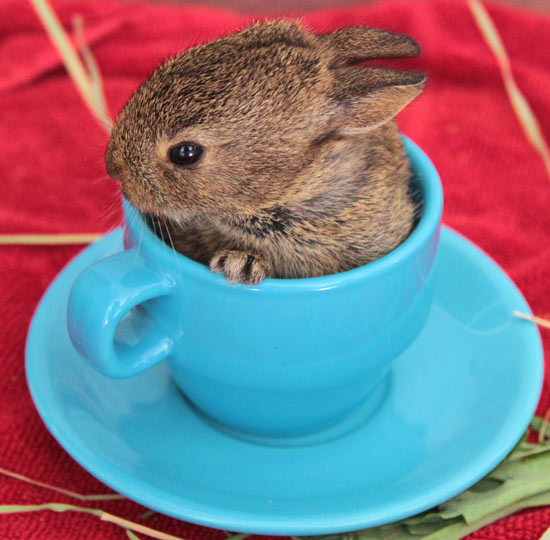 23 Adorable baby animals in cups | Amazing Creatures