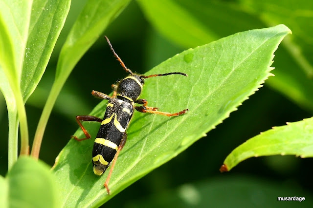 Le "Clyte bélier", (Clytus arietis) . | Musardage du côté de Trégunc