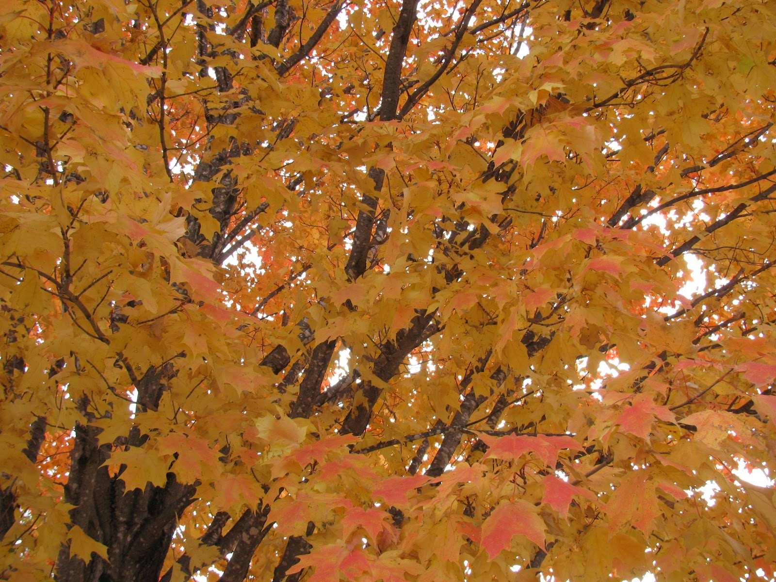 Why Alexandria, MN - Live, Work, Grow a Business